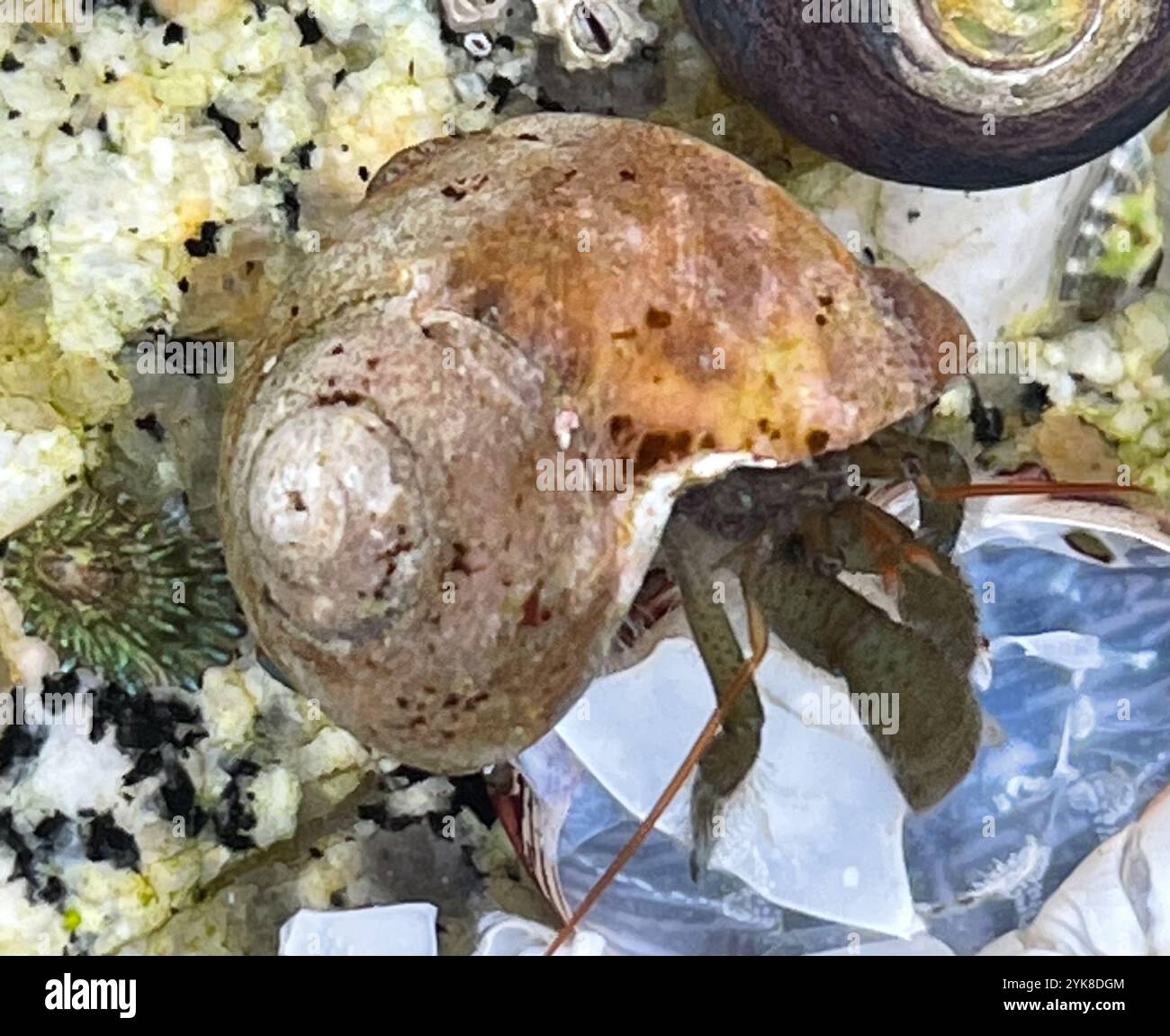 Brown Tegula (Tegula brunnea Stock Photo - Alamy