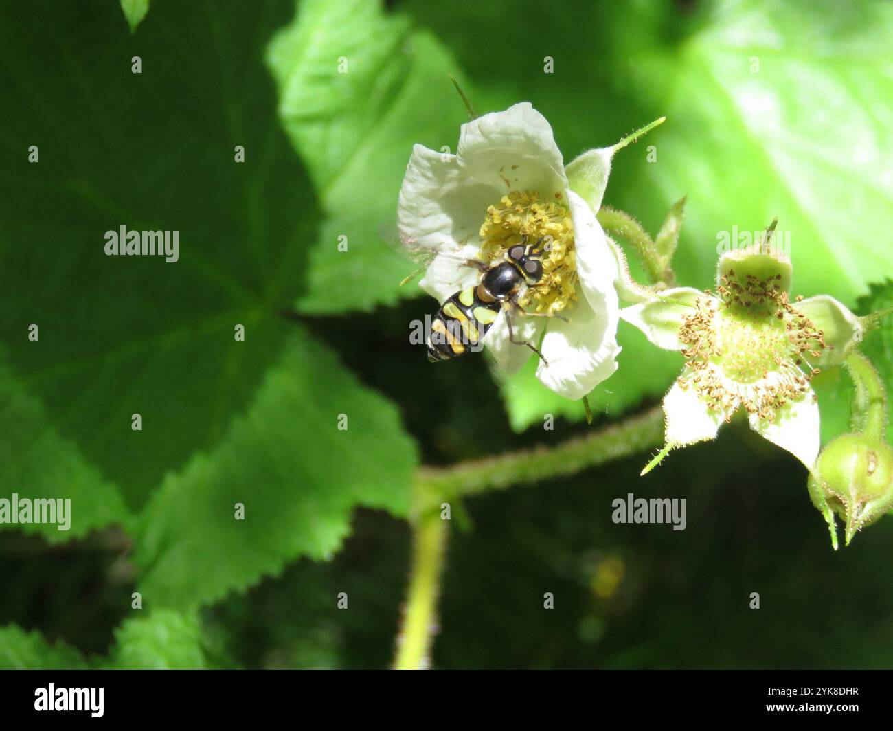 Didea hi-res stock photography and images - Alamy