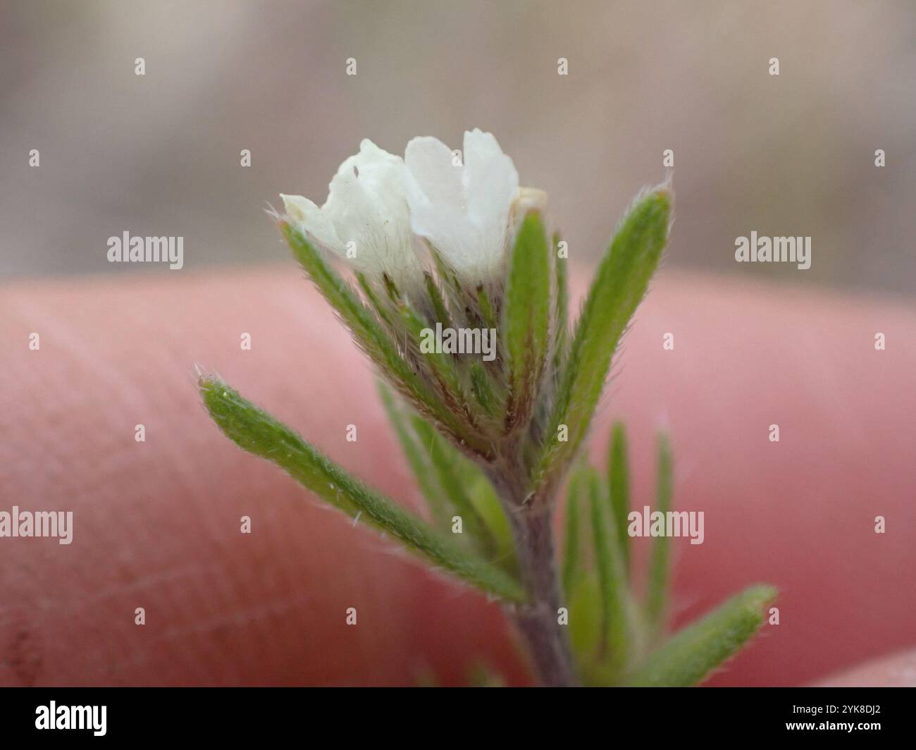 corn gromwell (Buglossoides arvensis Stock Photo - Alamy