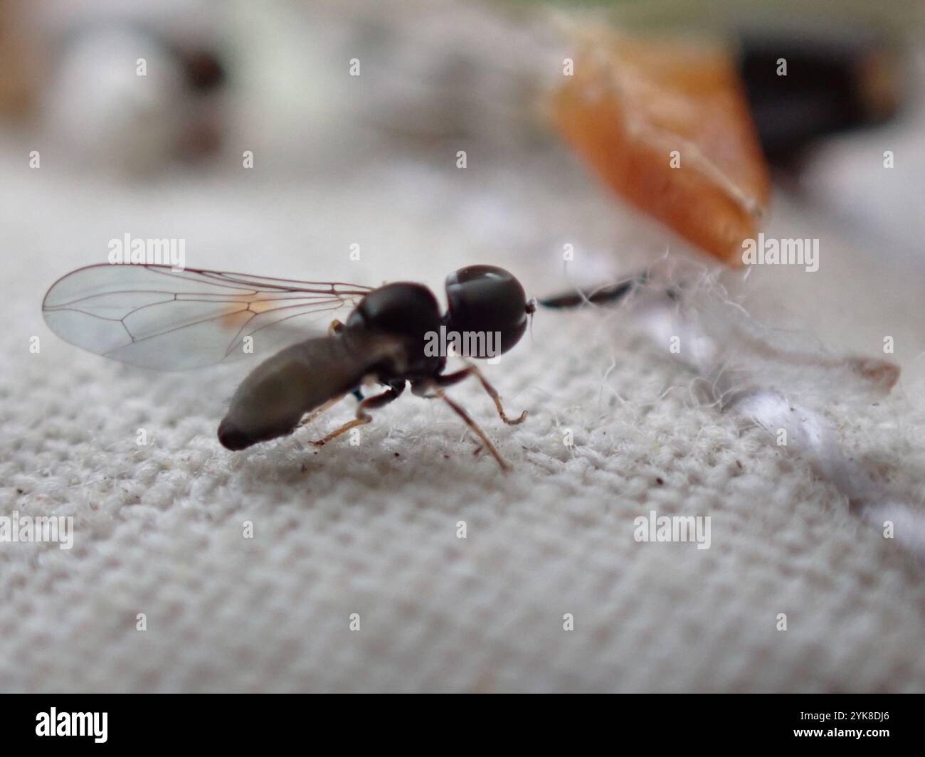 Big-headed Flies (Pipunculidae Stock Photo - Alamy