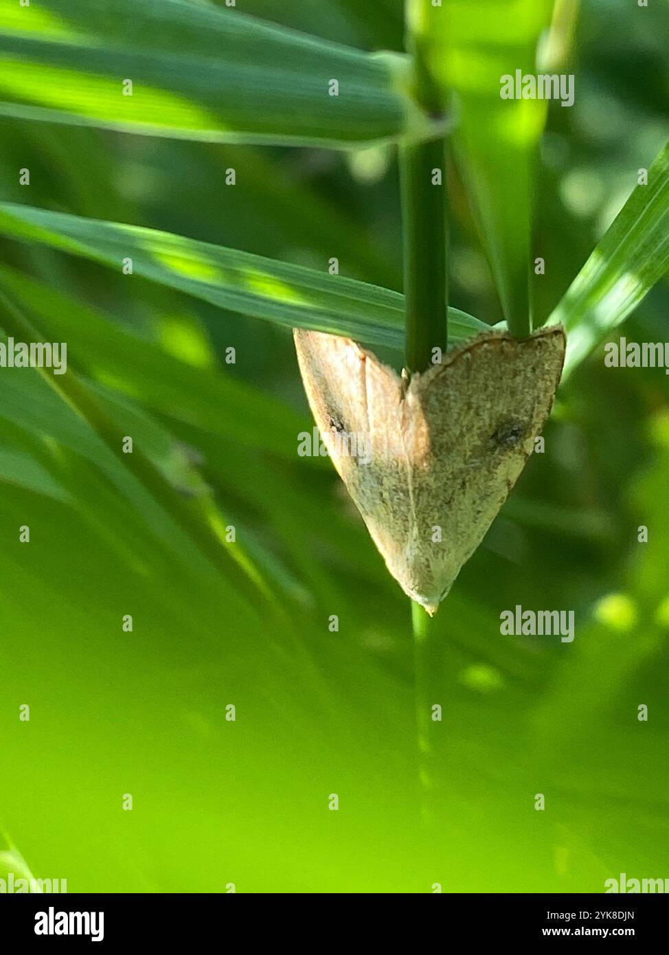 Straw Dot (Rivula sericealis Stock Photo - Alamy