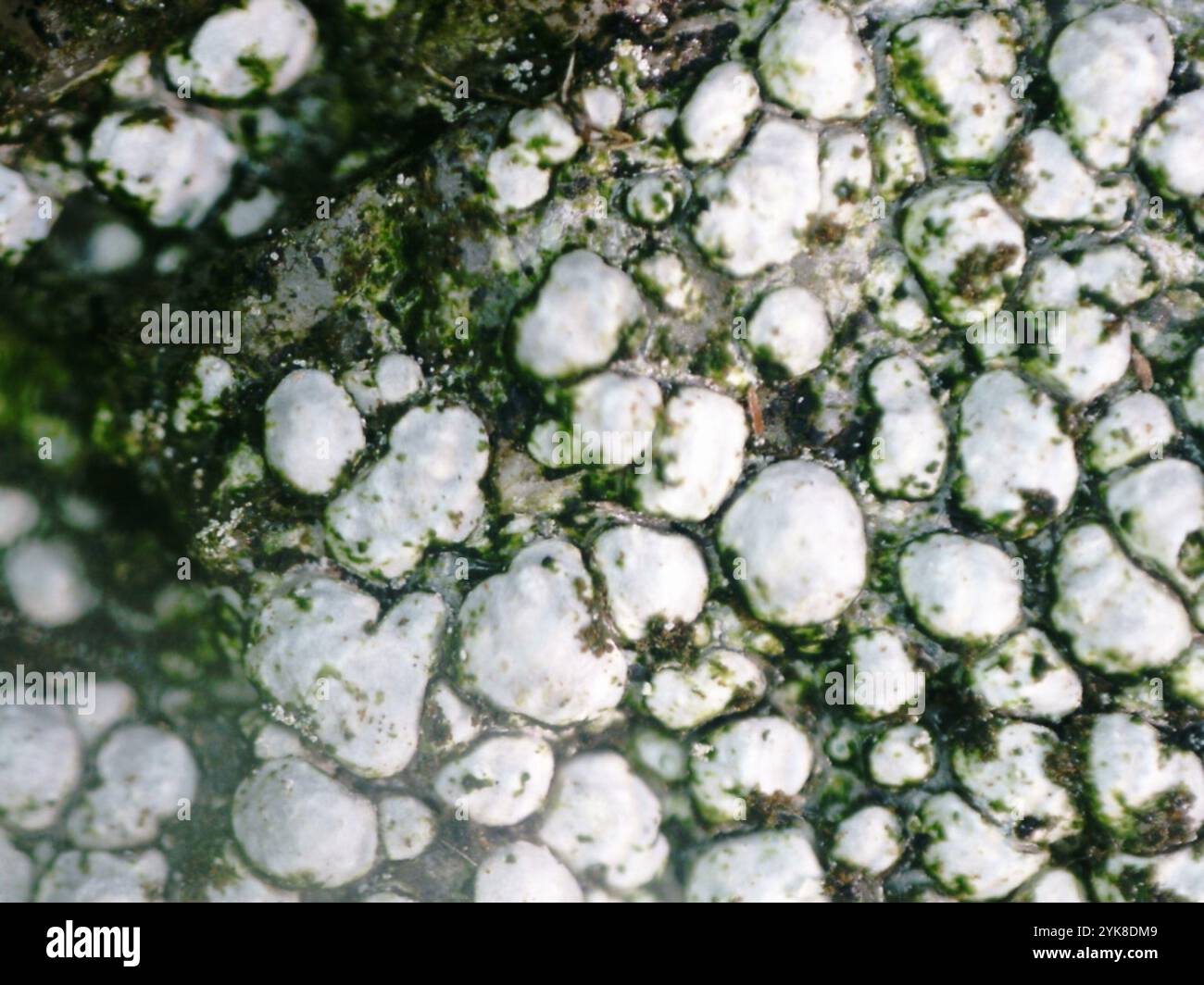 wart lichens, script lichens, and allies (Ostropomycetidae Stock Photo ...