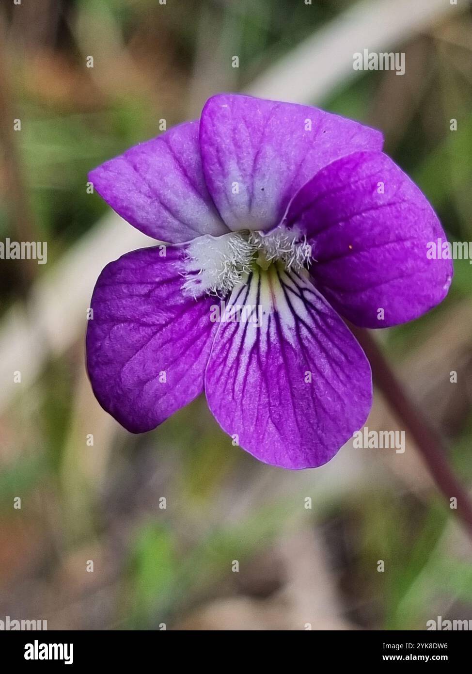 Mountain Violet (Viola betonicifolia Stock Photo - Alamy