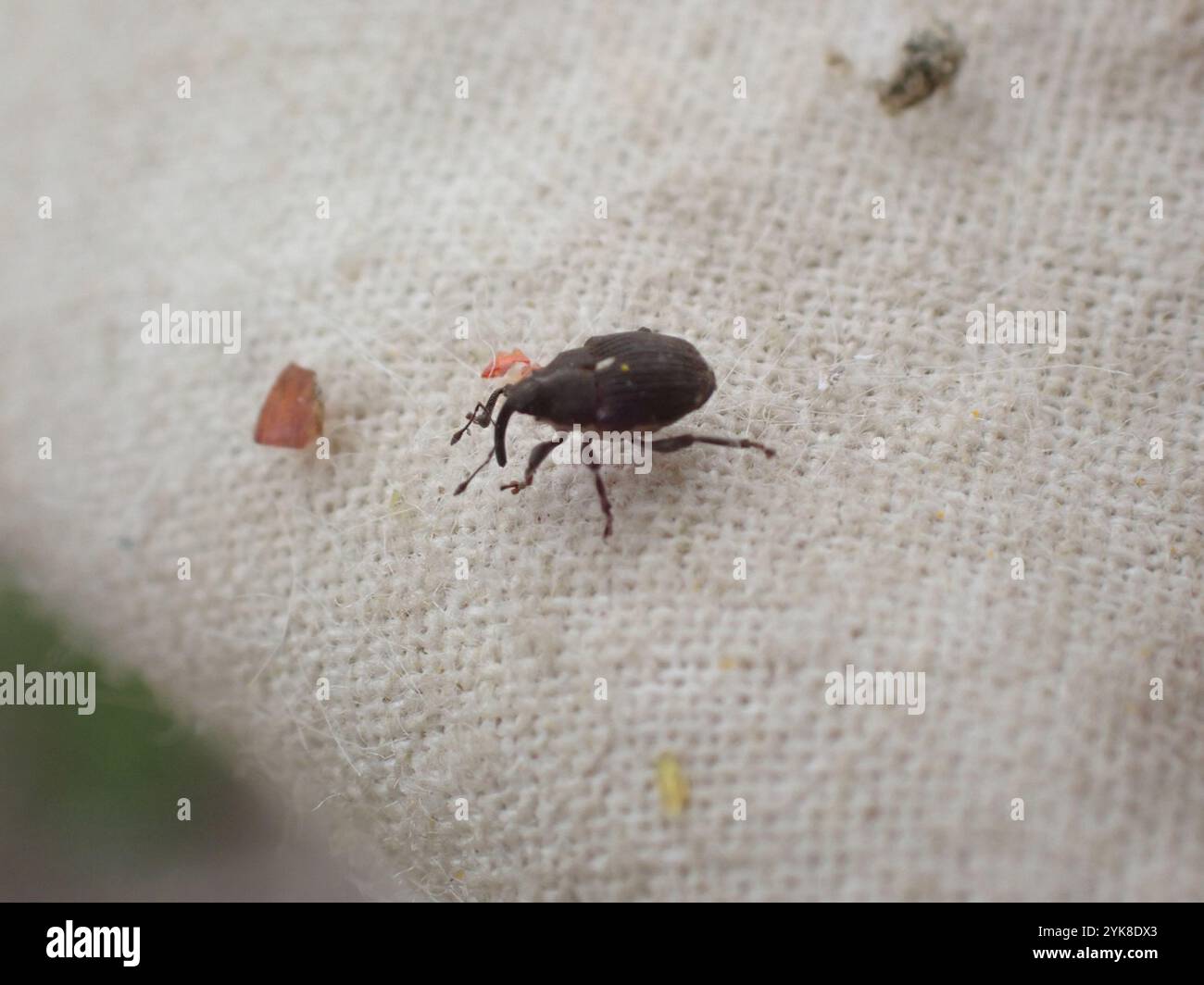 Punctate Minute Seed Weevil (Glocianus punctiger Stock Photo - Alamy