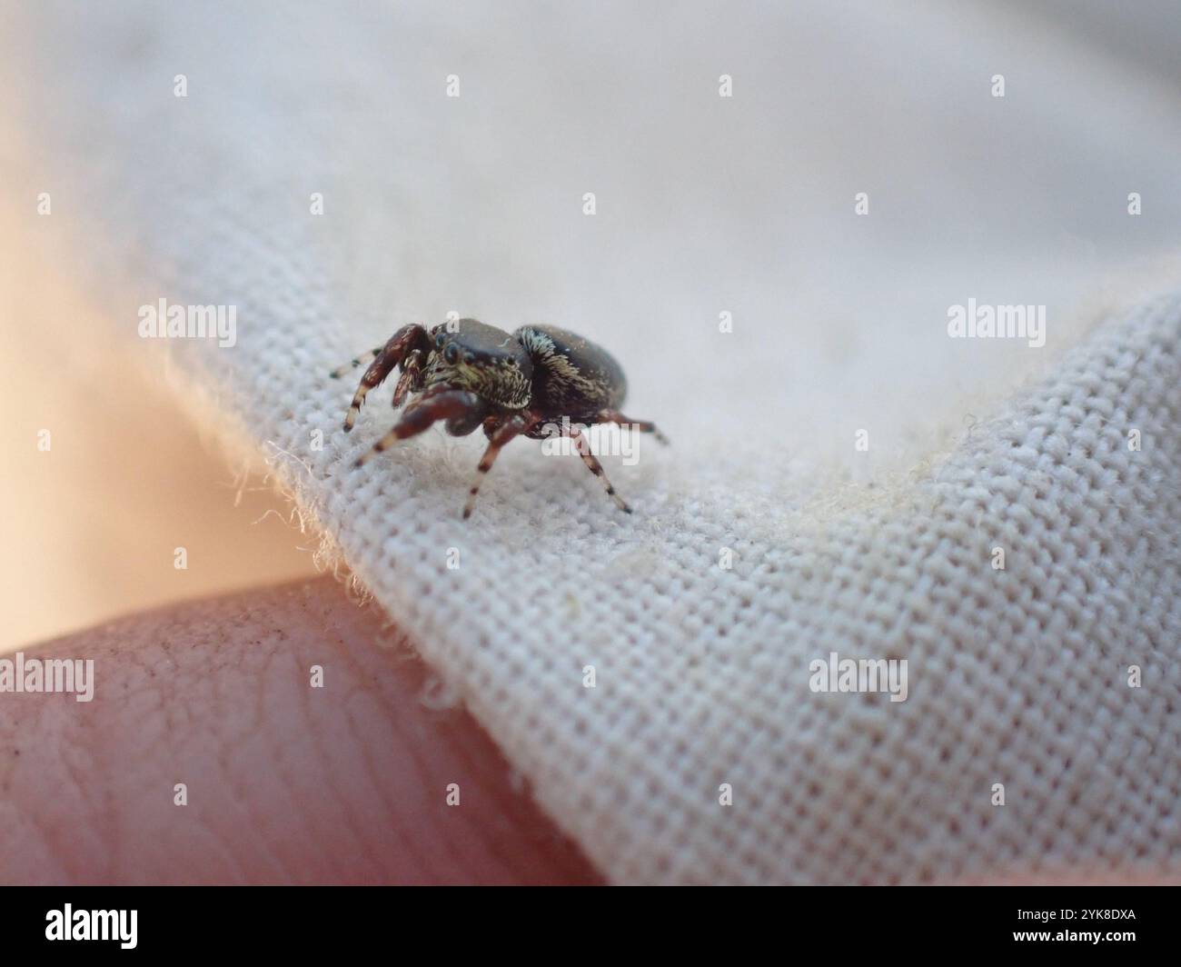 Leaf-beetle Jumping Spiders (Sassacus Stock Photo - Alamy