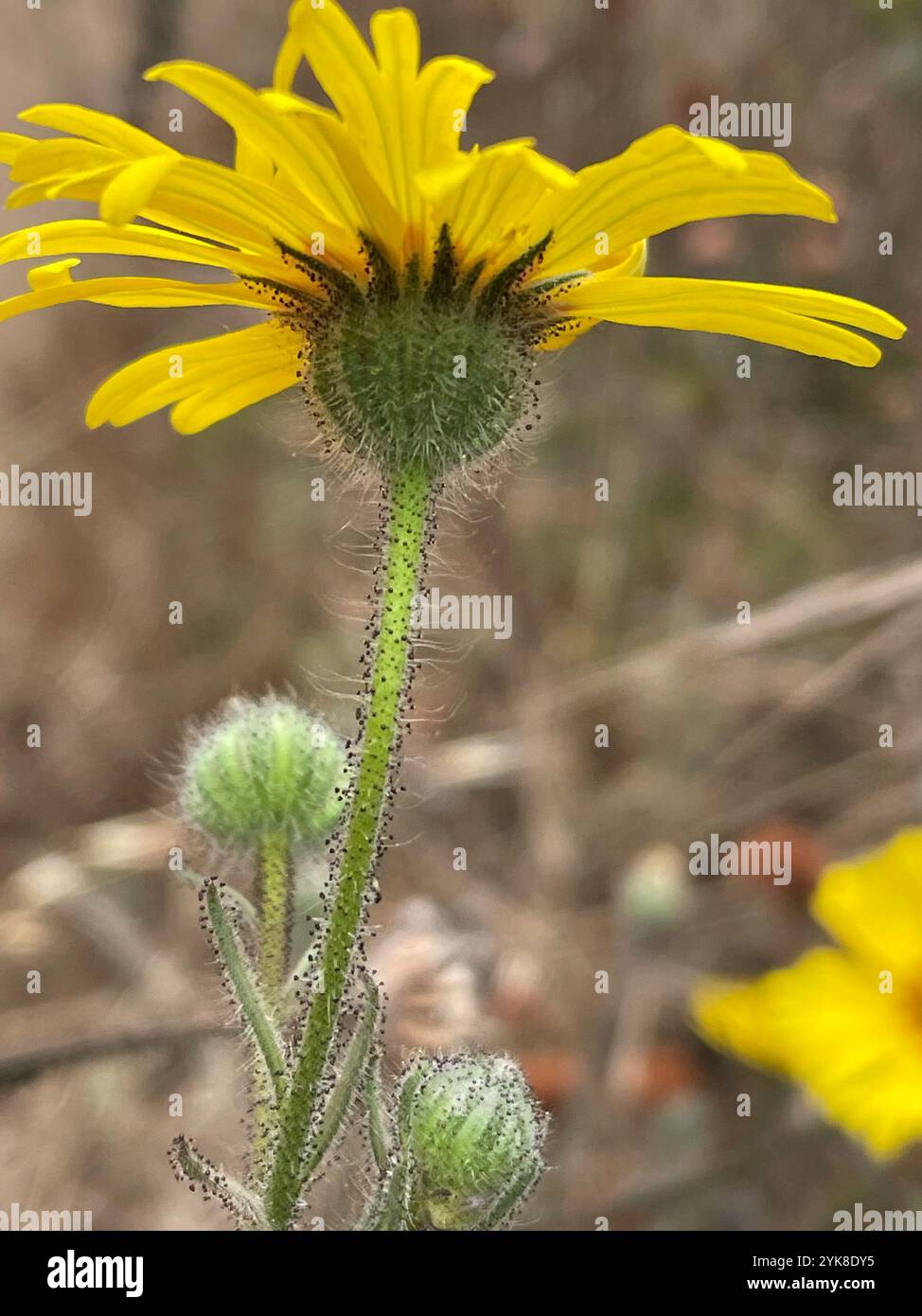 Common Madia (Madia elegans Stock Photo - Alamy