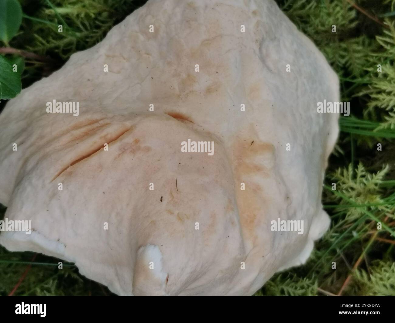 Wood Hedgehog (Hydnum repandum Stock Photo - Alamy