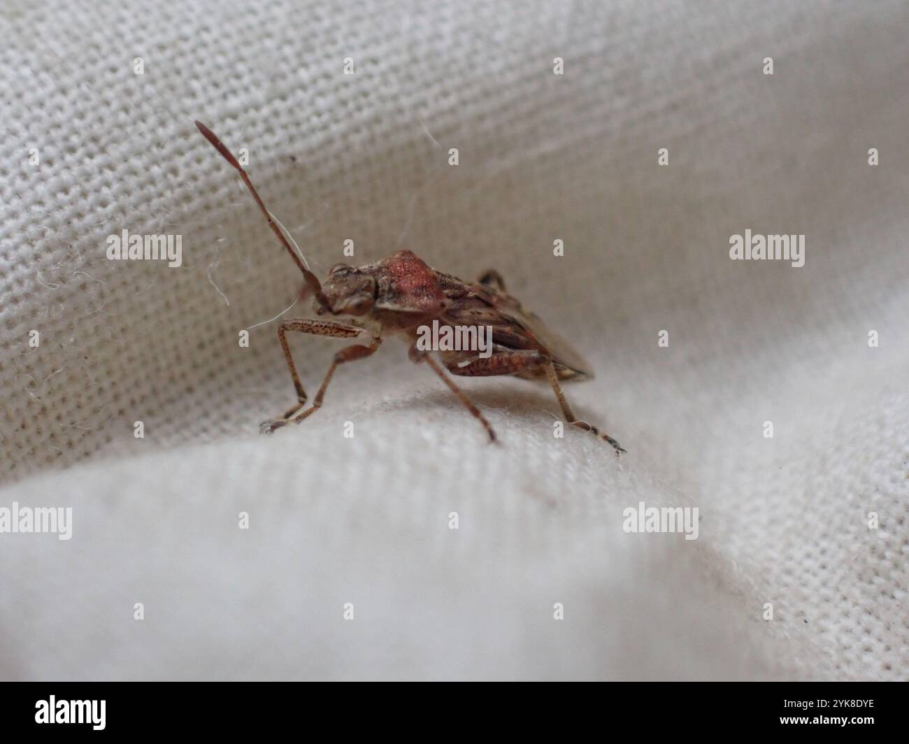 Scentless Plant Bugs (Rhopalidae Stock Photo - Alamy