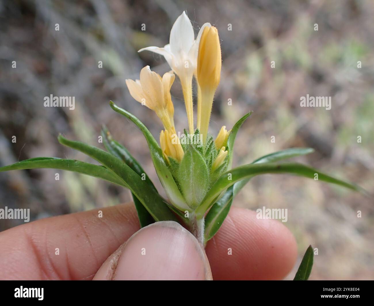 grand collomia (Collomia grandiflora Stock Photo - Alamy