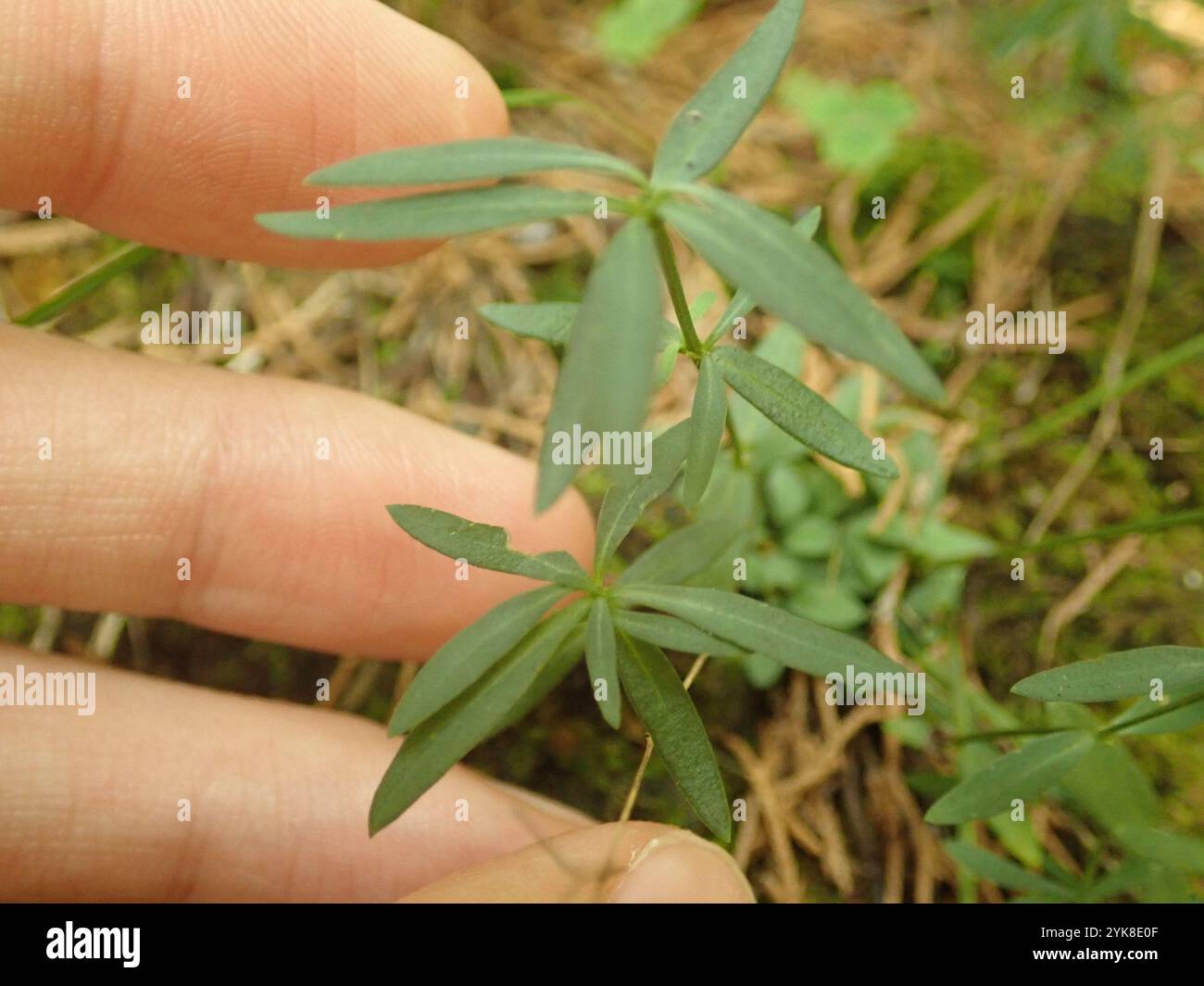 Long leaved houstonia hi-res stock photography and images - Alamy