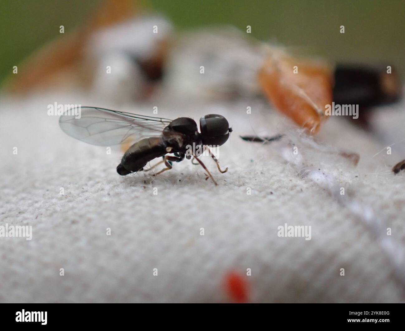 Pipunculidae hi-res stock photography and images - Alamy