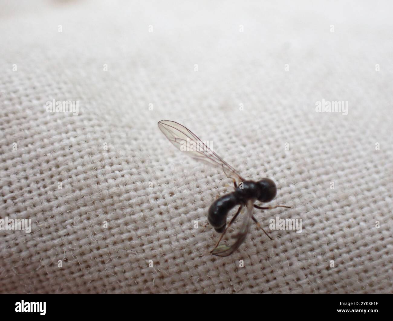 Pipunculidae hi-res stock photography and images - Alamy