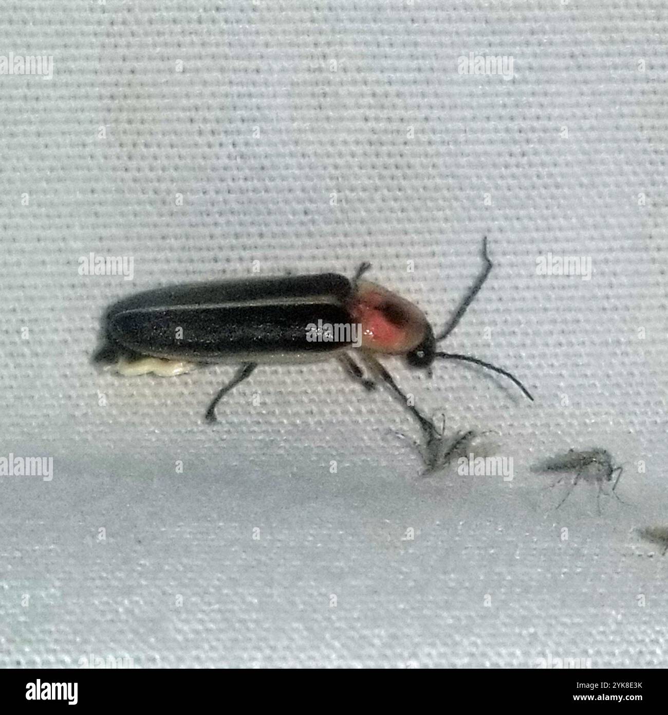 Common Eastern Firefly (Photinus pyralis Stock Photo - Alamy