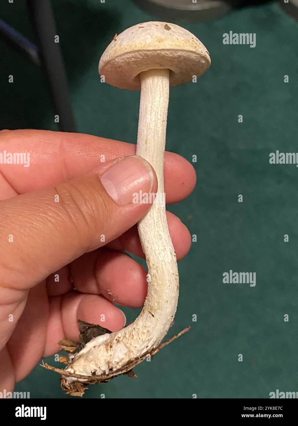 Ghost bolete hi-res stock photography and images - Alamy