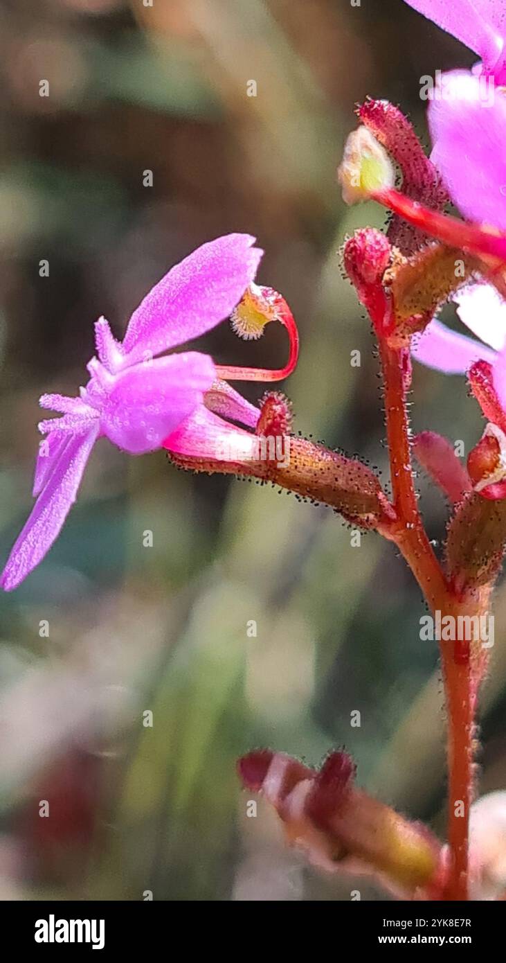Thrift leaved triggerplant hi-res stock photography and images - Alamy