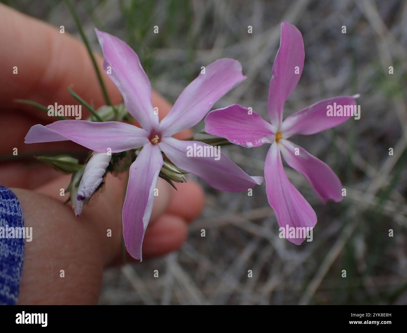 Longleaf Phlox (Phlox longifolia Stock Photo - Alamy