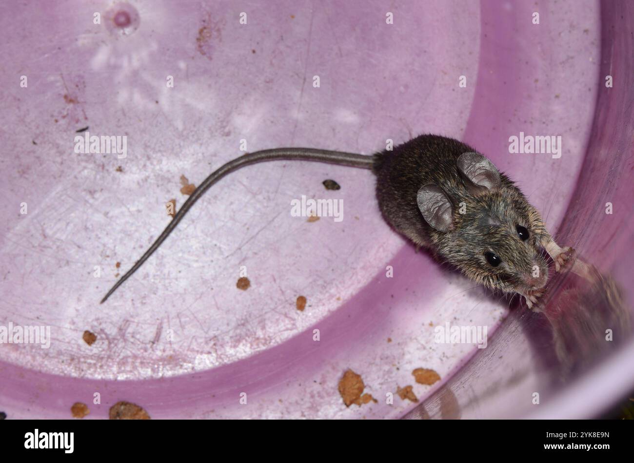 Multimammate hi-res stock photography and images - Alamy