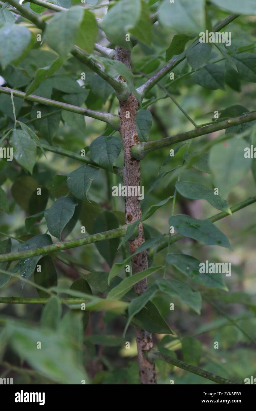 Kentucky coffeetree (Gymnocladus dioicus Stock Photo - Alamy