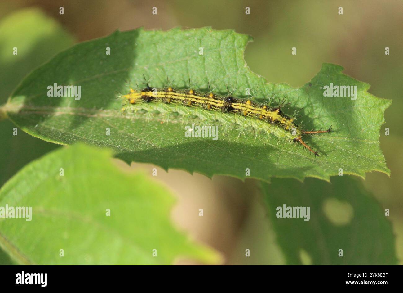 Merione hi-res stock photography and images - Alamy