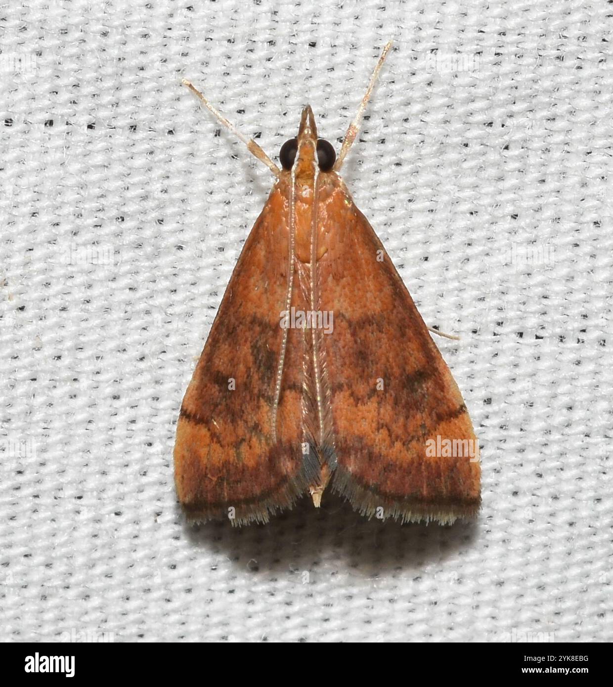 Variable Reddish Pyrausta Moth (Pyrausta rubricalis Stock Photo - Alamy