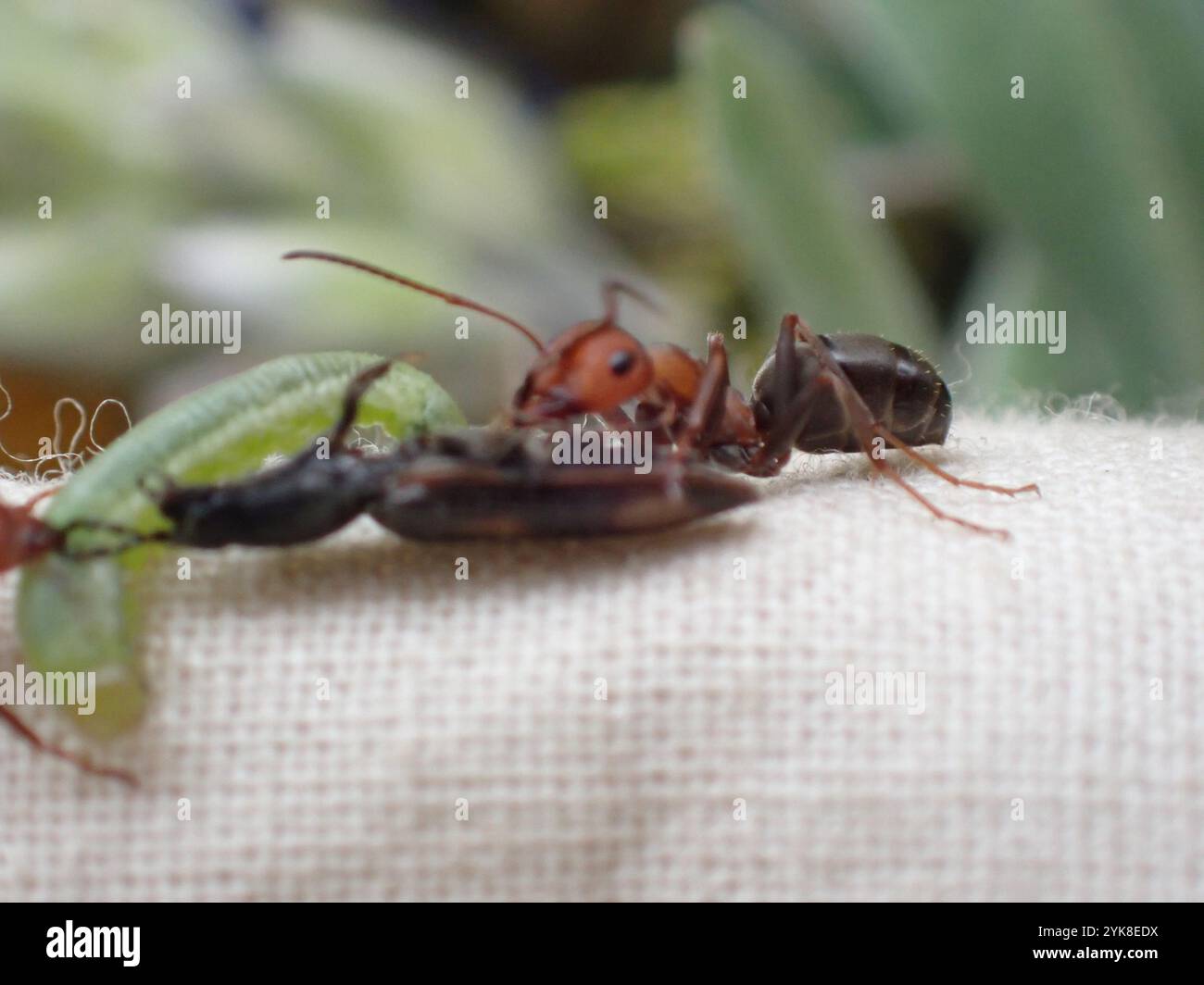integra-group Field and Mound Ants (Formica integra Stock Photo - Alamy