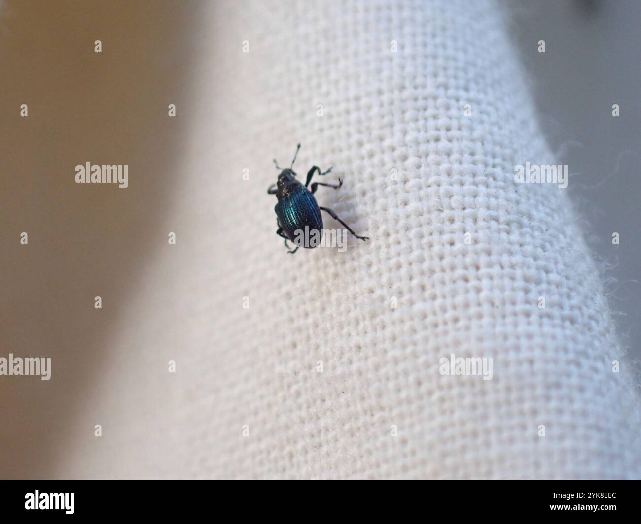 Ceutorhynchus erysimi hi-res stock photography and images - Alamy
