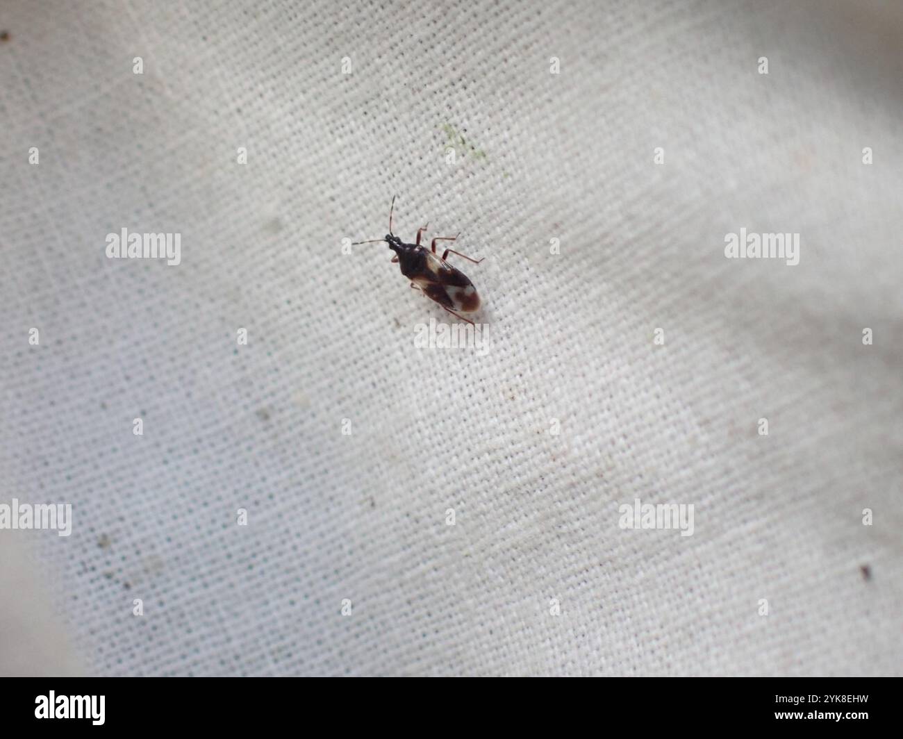 Minute pirate bugs (Anthocoridae Stock Photo - Alamy