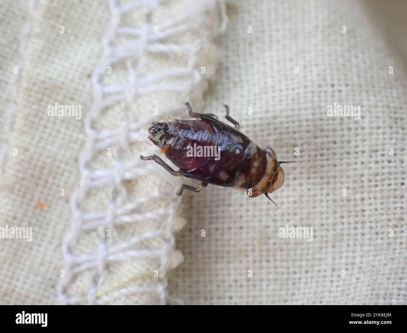 Spittlebugs, Cicadas, Leafhoppers and Treehoppers (Cicadomorpha Stock ...