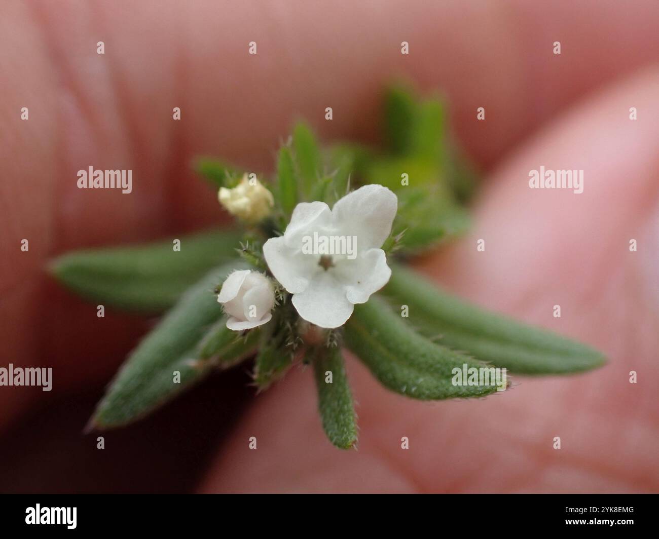 corn gromwell (Buglossoides arvensis Stock Photo - Alamy