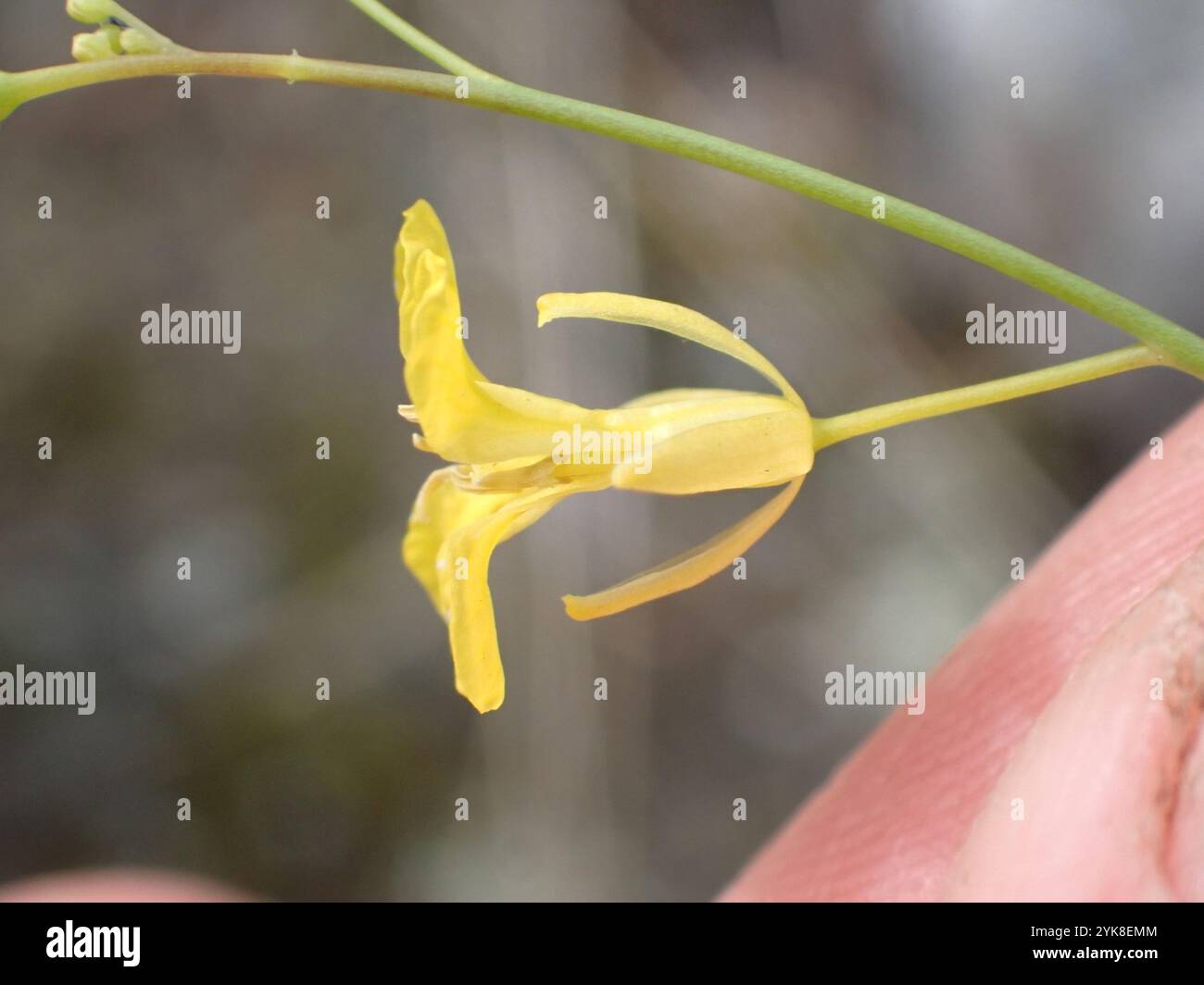 Sisymbrium linifolium hi-res stock photography and images - Alamy