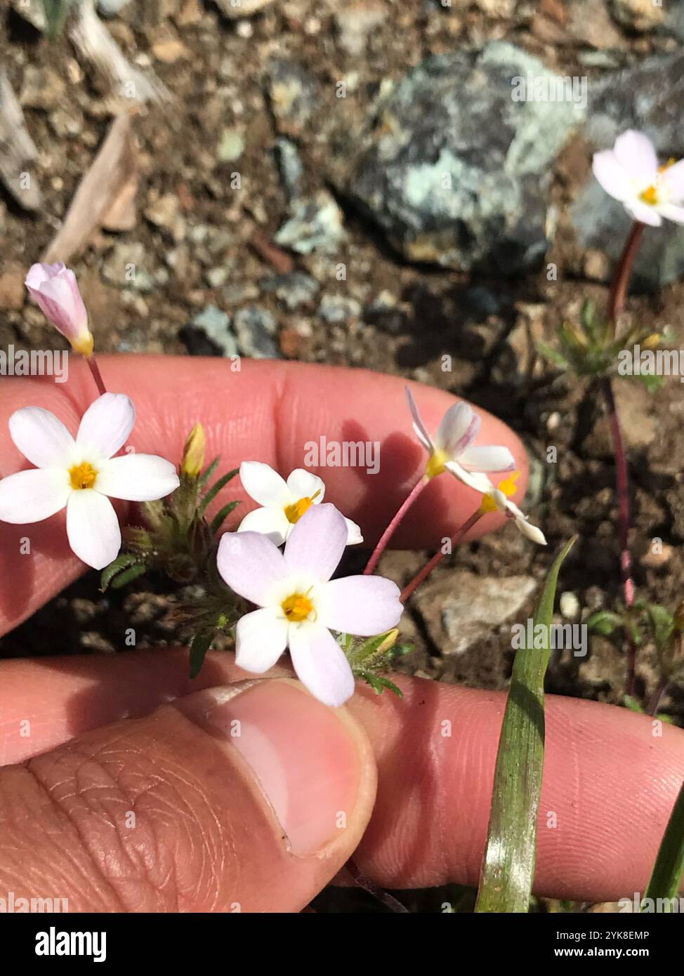 variable linanthus (Leptosiphon parviflorus Stock Photo - Alamy