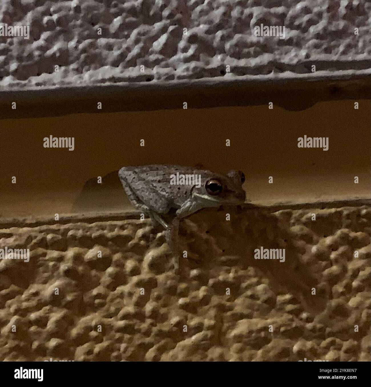 Cuban Tree Frog (Osteopilus septentrionalis Stock Photo - Alamy