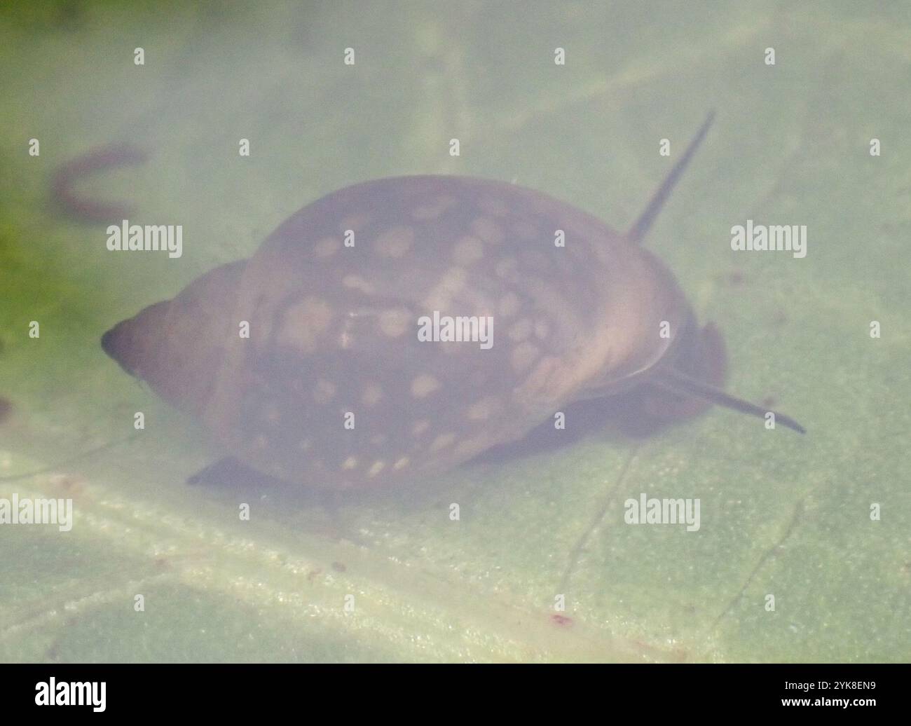 Bladder snail hi-res stock photography and images - Alamy