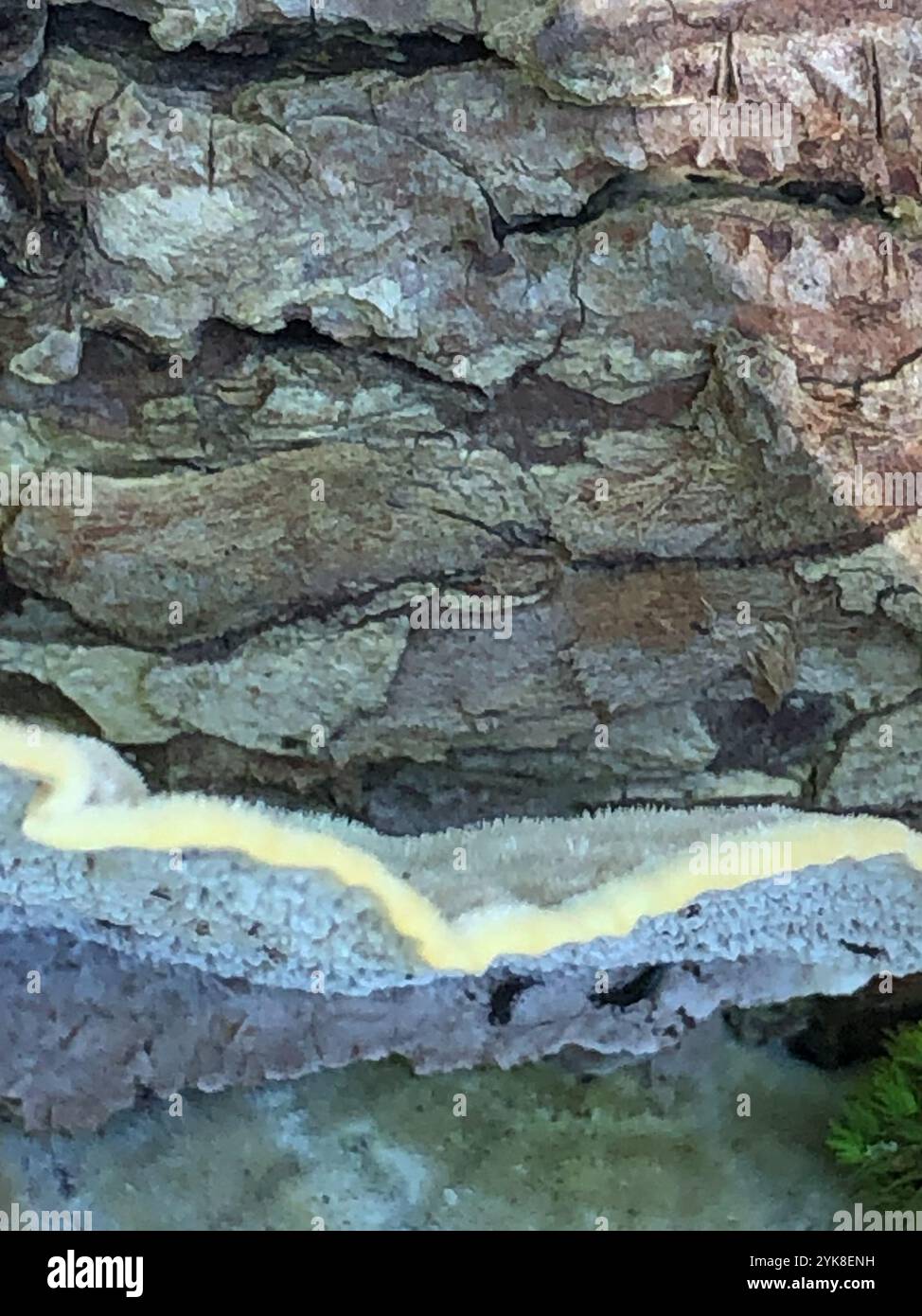 Cerrena hi-res stock photography and images - Alamy