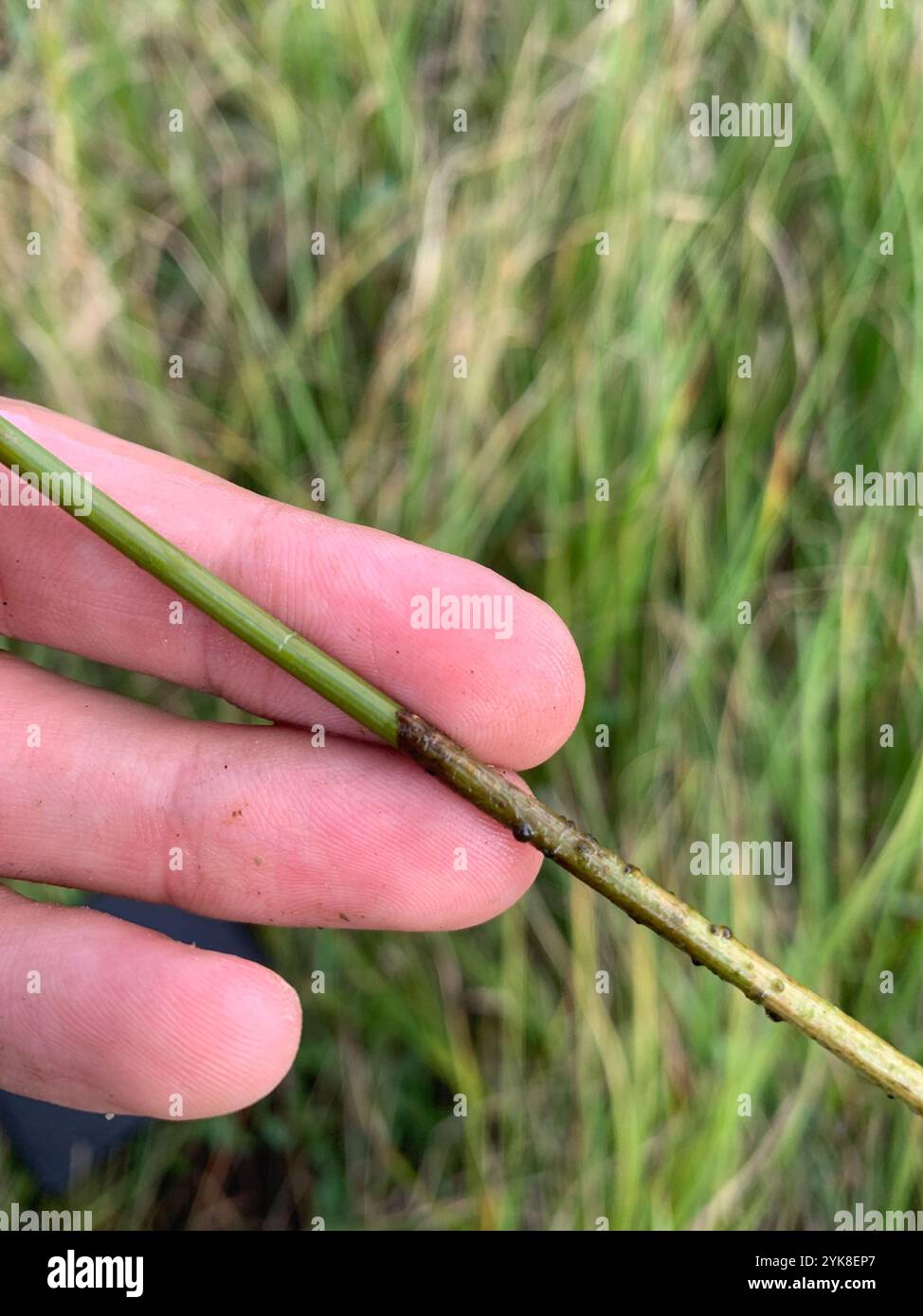common spikerush (Eleocharis palustris Stock Photo - Alamy