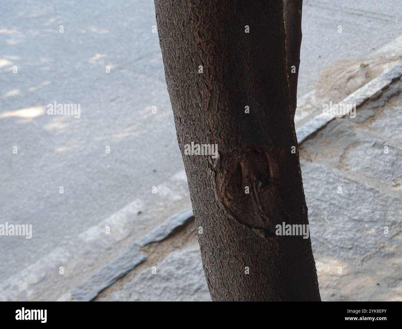 Saga Tree (Adenanthera pavonina Stock Photo - Alamy