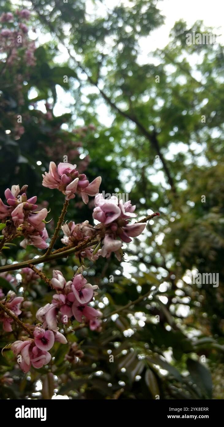 Brown Heart (Andira inermis Stock Photo - Alamy