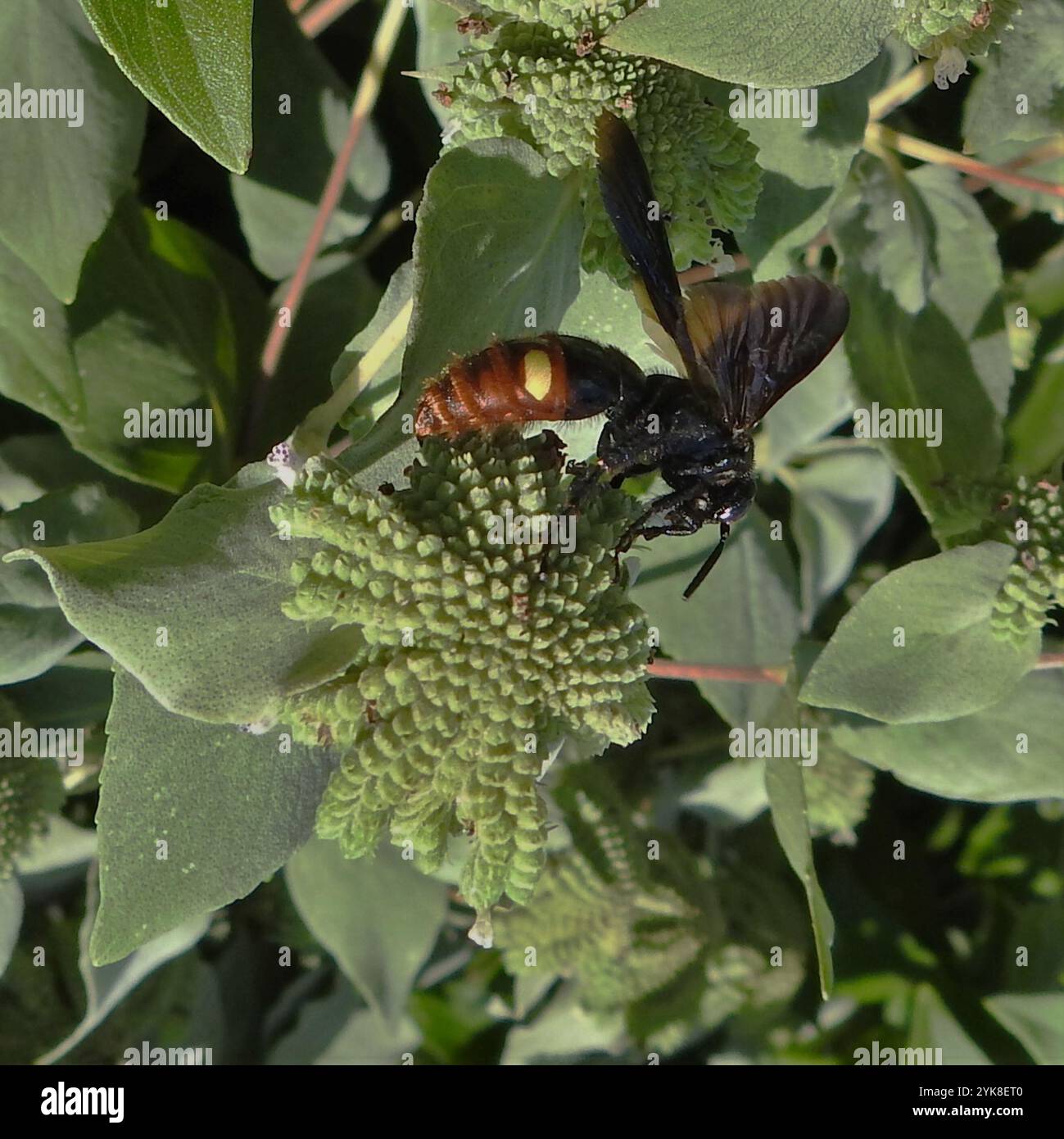 Two spotted scoliid wasp hi-res stock photography and images - Alamy