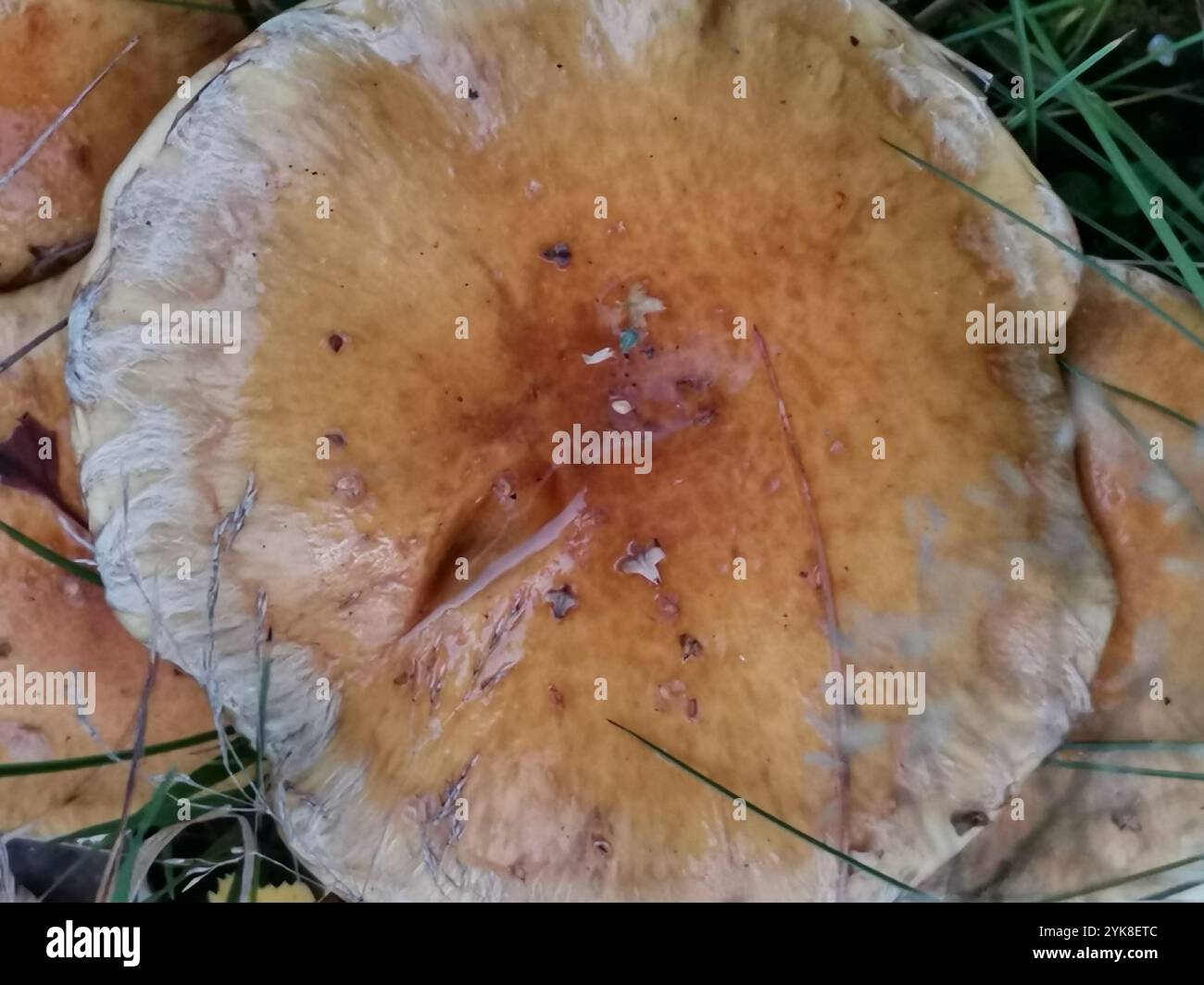 Red banded webcap hi-res stock photography and images - Alamy