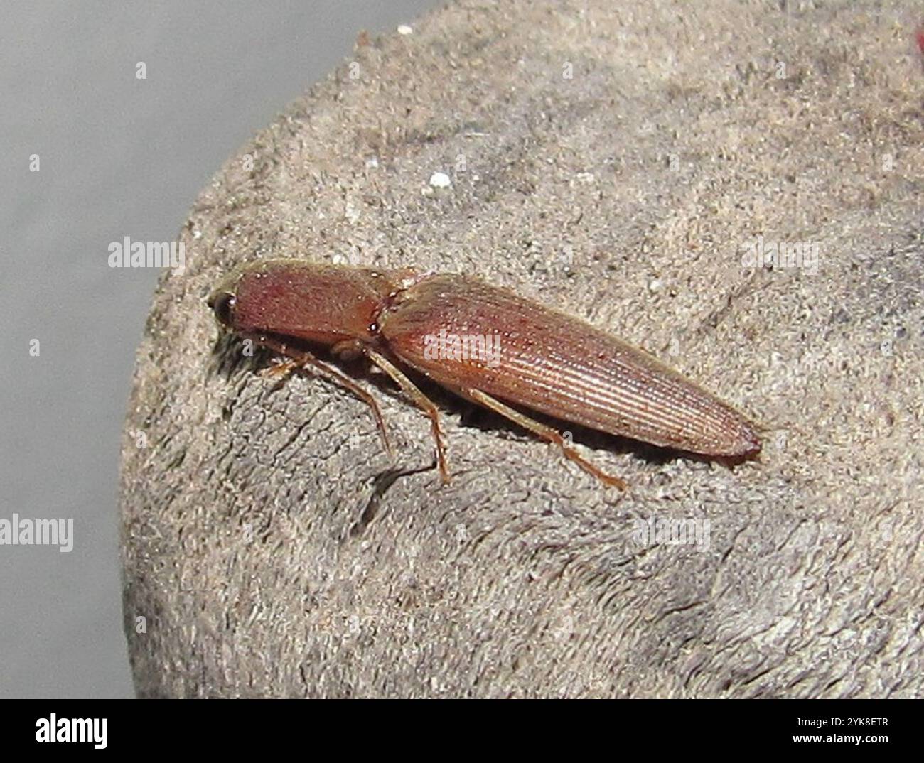 Monocrepidius hi-res stock photography and images - Alamy