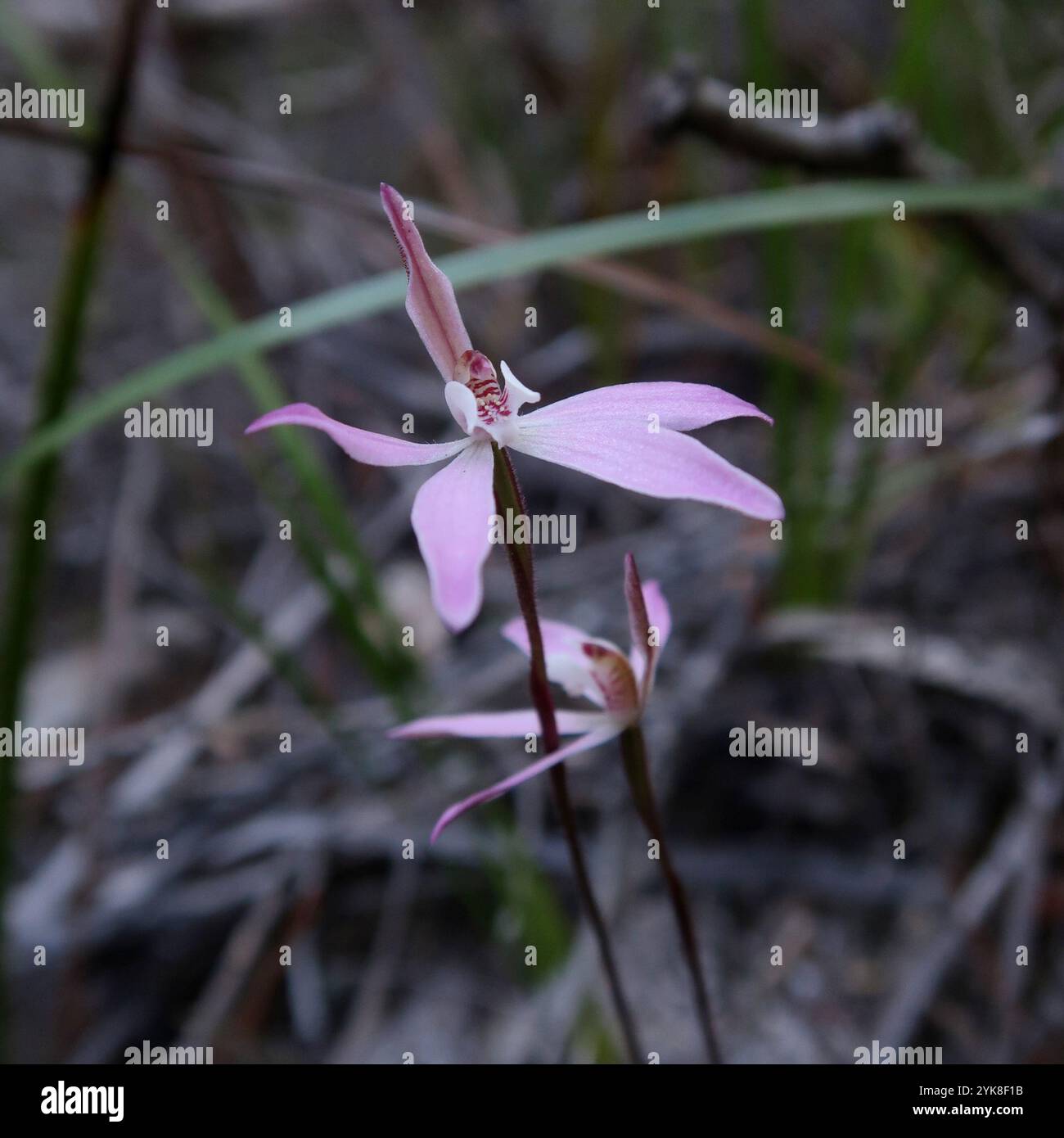 Dusky Fingers (Caladenia fuscata Stock Photo - Alamy