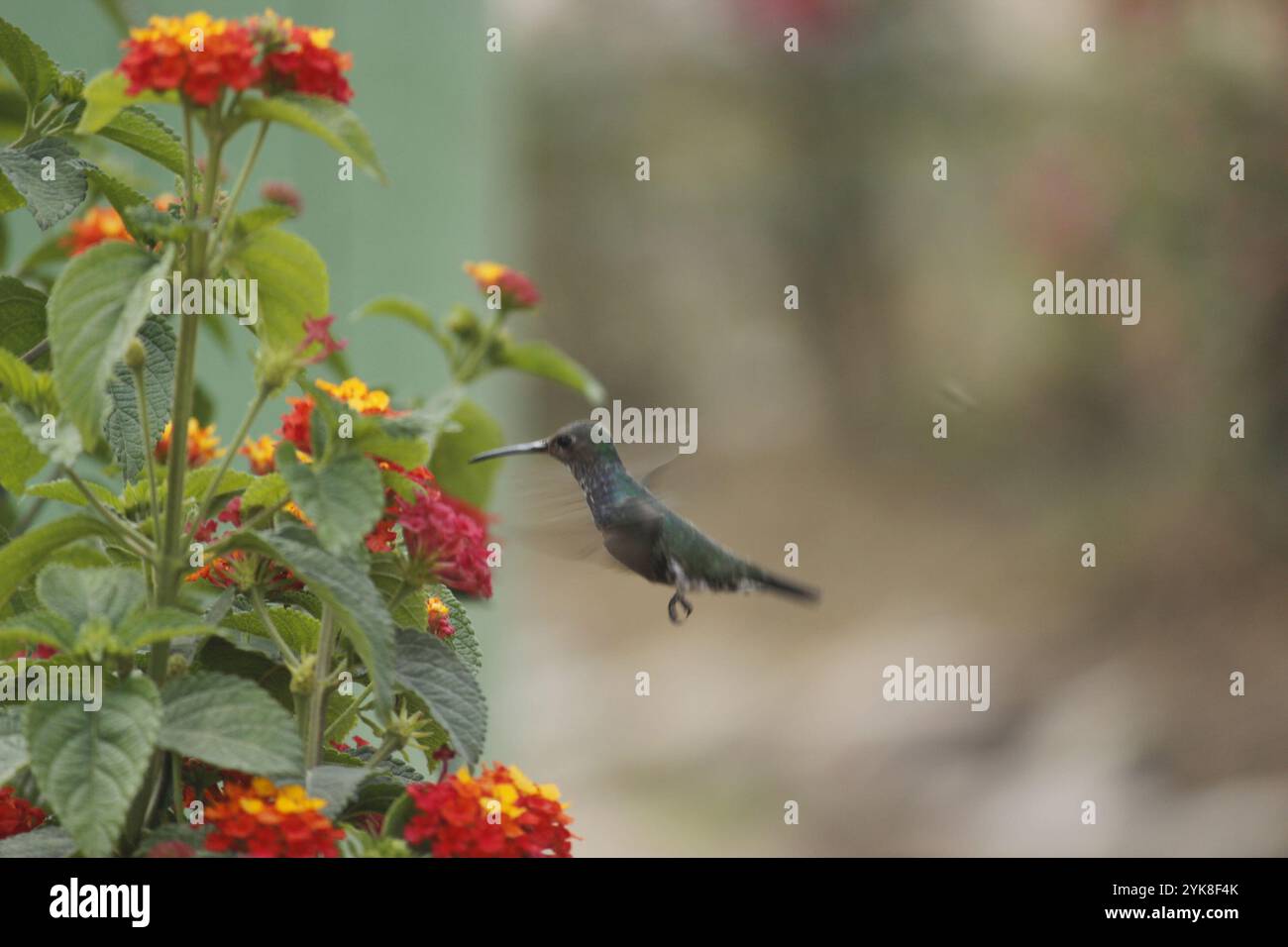 Sapphire-spangled Emerald (Chionomesa lactea Stock Photo - Alamy