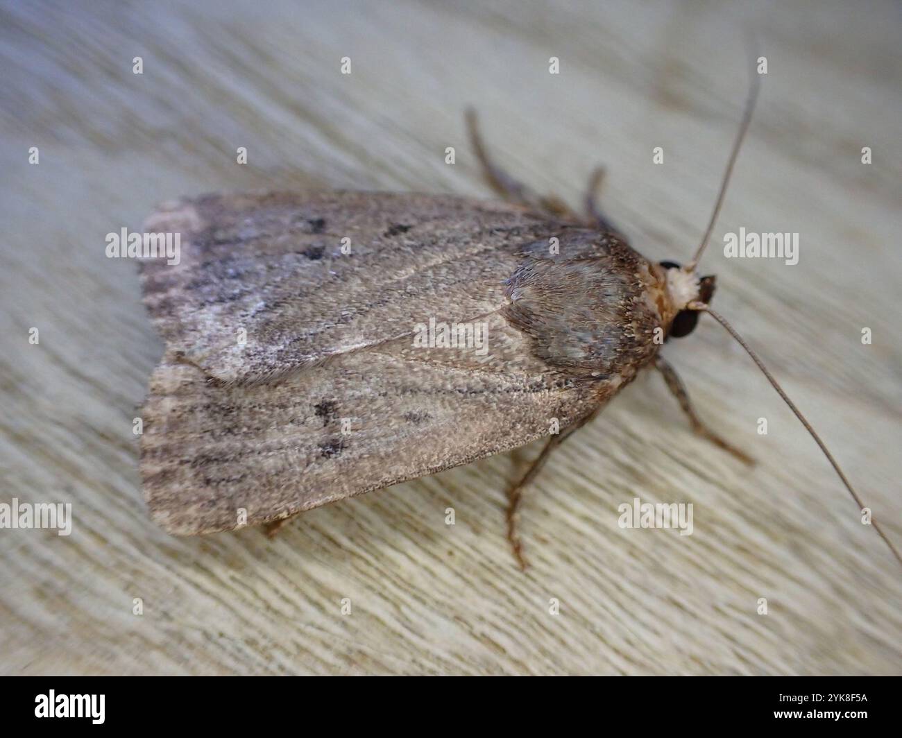 Mouse Moth (Amphipyra tragopoginis Stock Photo - Alamy