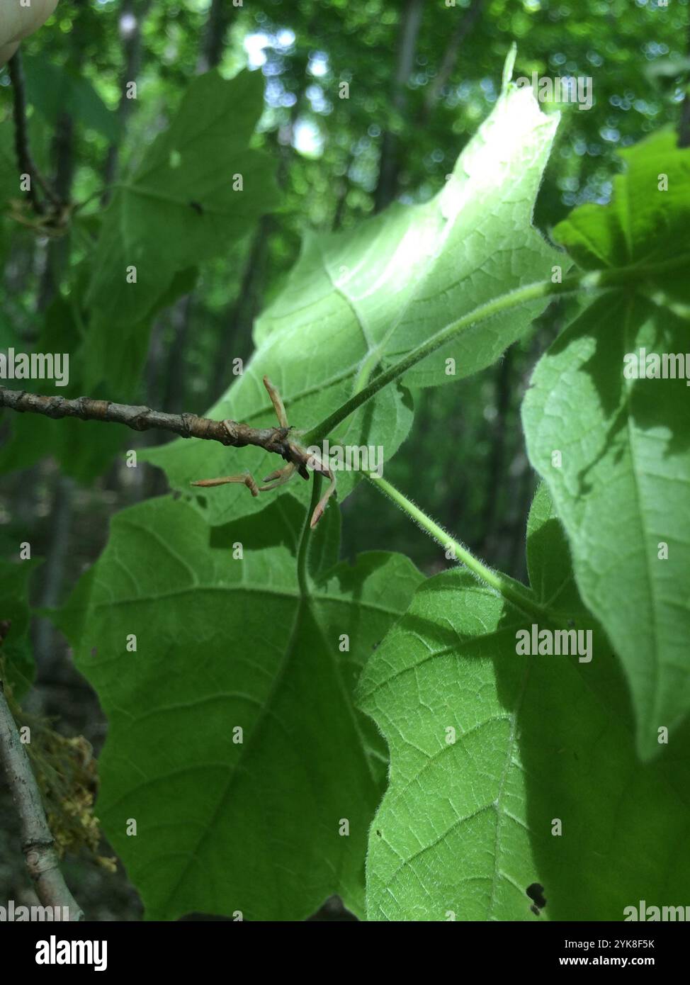 black maple (Acer nigrum Stock Photo - Alamy
