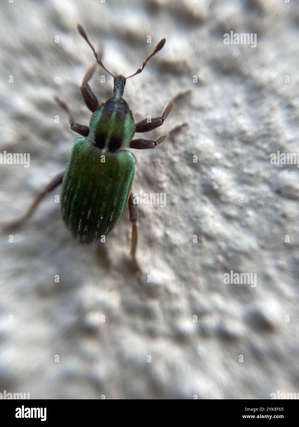 Black-beaked green weevil (Hypera nigrirostris Stock Photo - Alamy