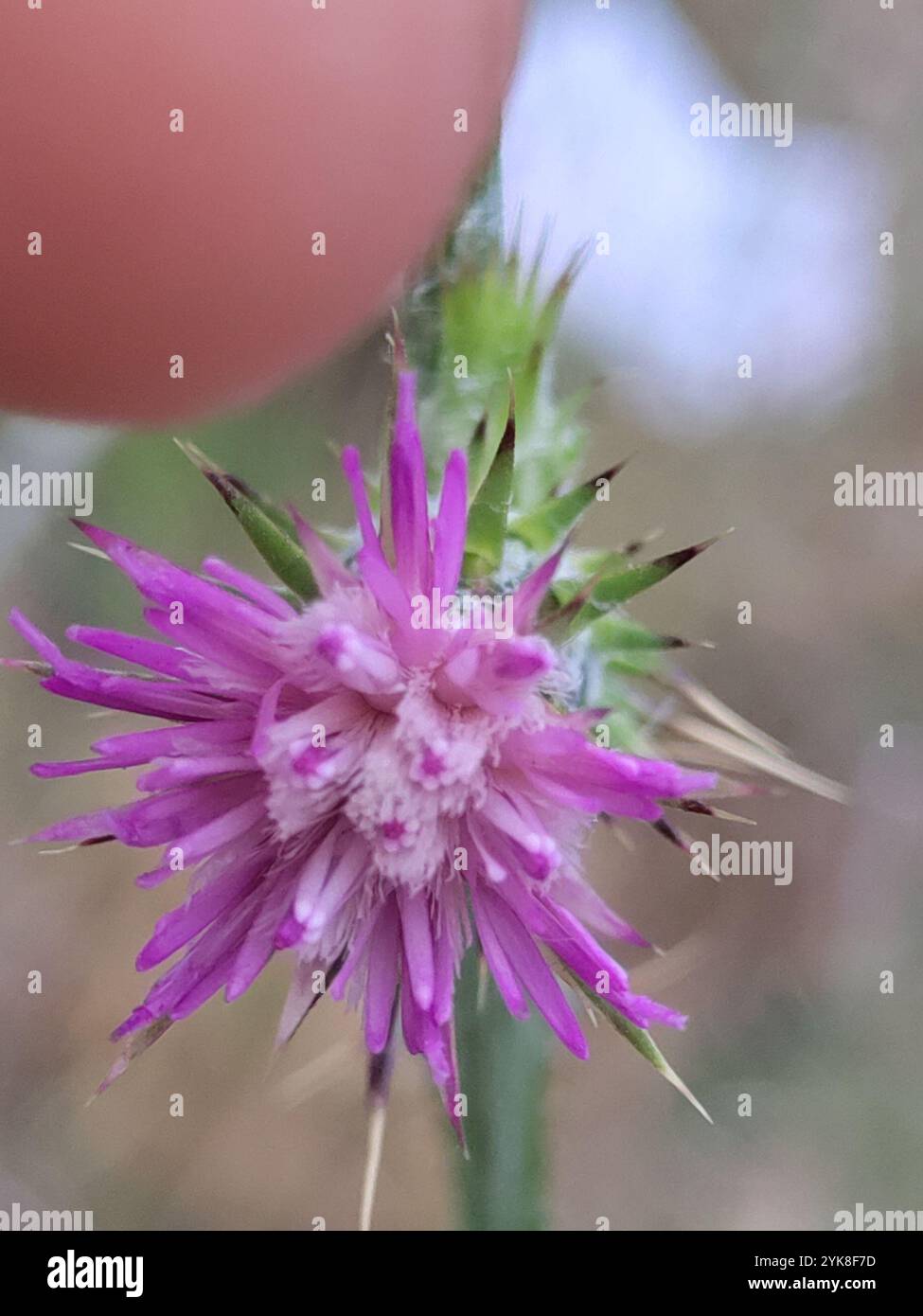 Italian thistle (Carduus pycnocephalus Stock Photo - Alamy
