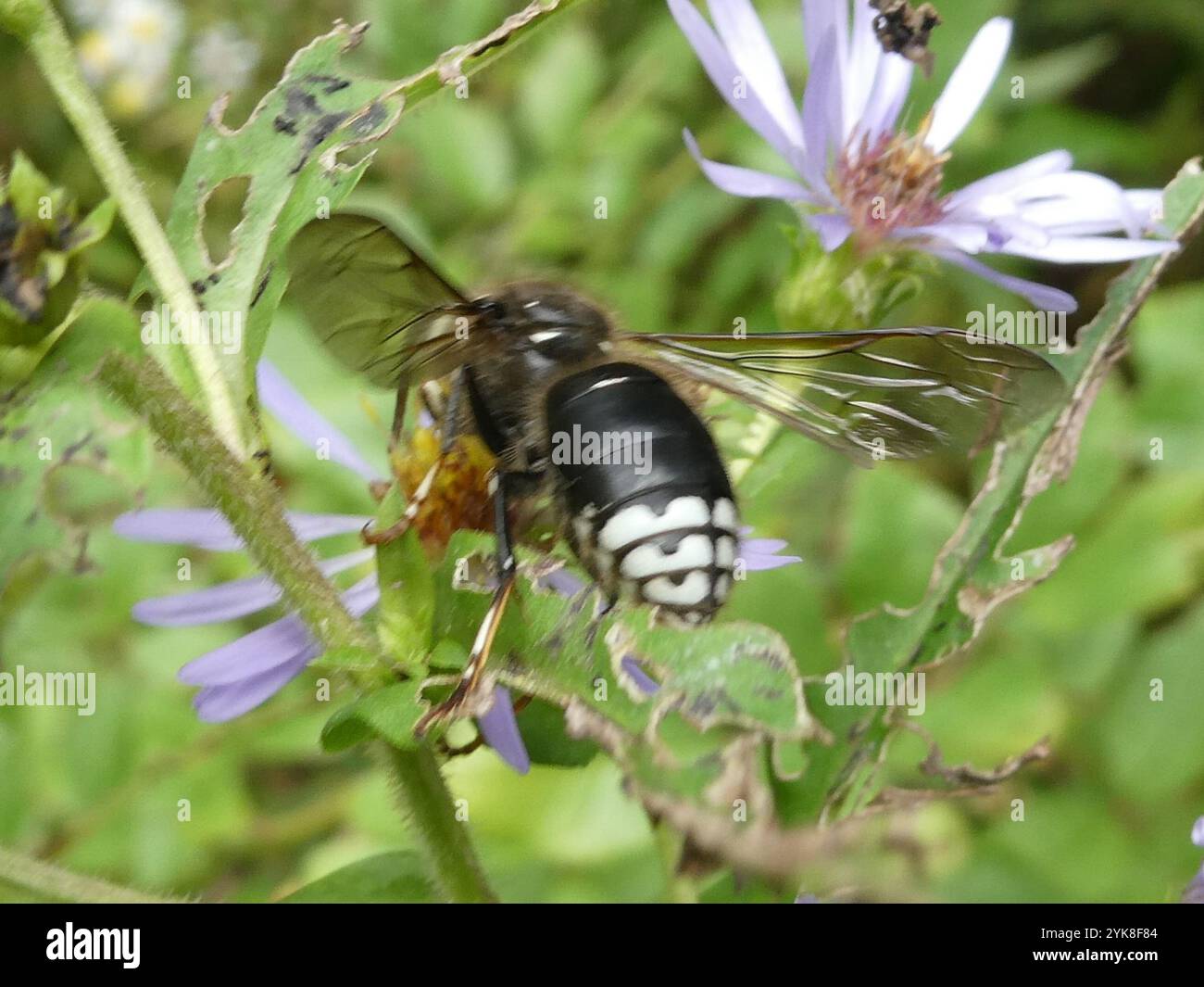 Bald-faced Hornet (Dolichovespula maculata Stock Photo - Alamy