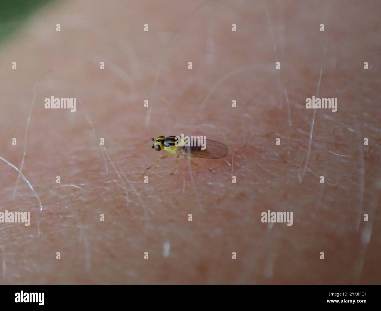 Grass Flies (Chloropinae Stock Photo - Alamy