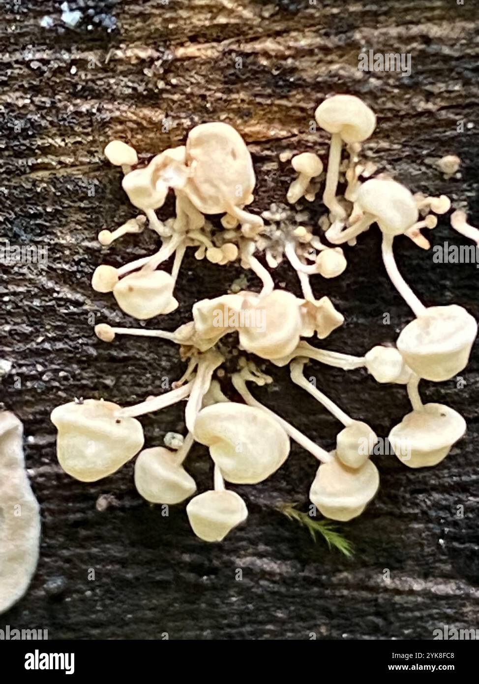 Physalacria inflata hi-res stock photography and images - Alamy