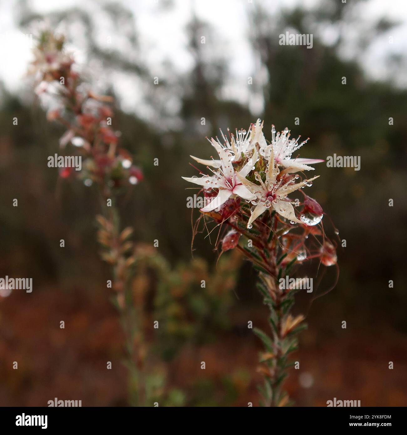 Fringe Myrtle (Calytrix tetragona Stock Photo - Alamy